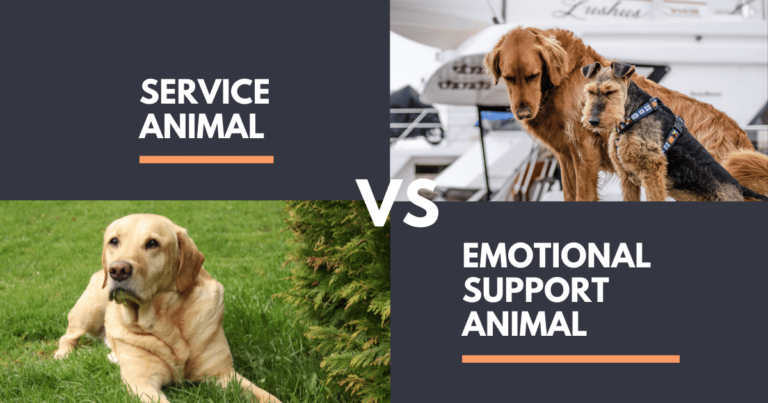 Service Animal Vs. Support Animal – Key Differences